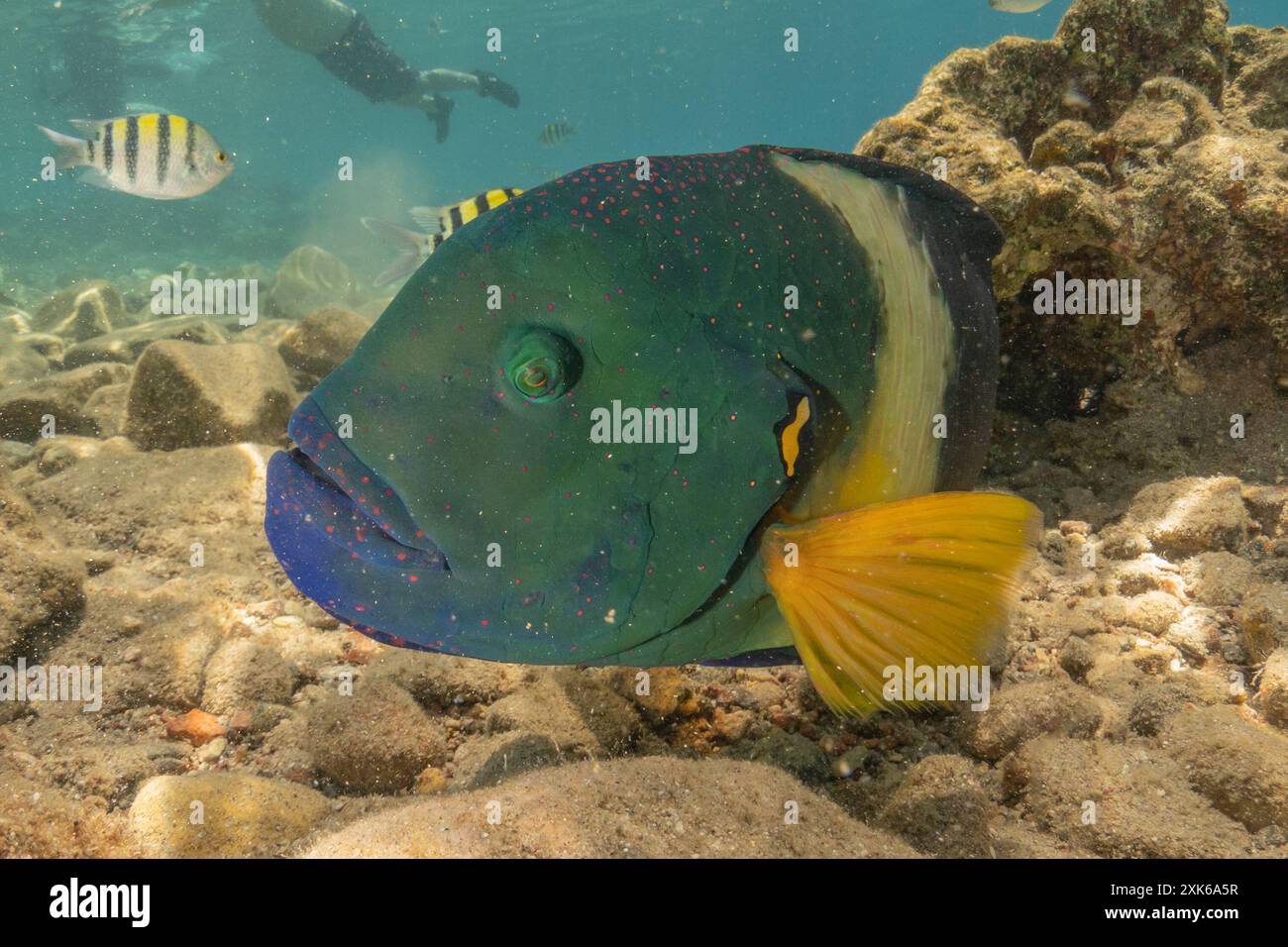 Fish swimming in the Red Sea, colorful fish, Eilat Israel Stock Photo ...