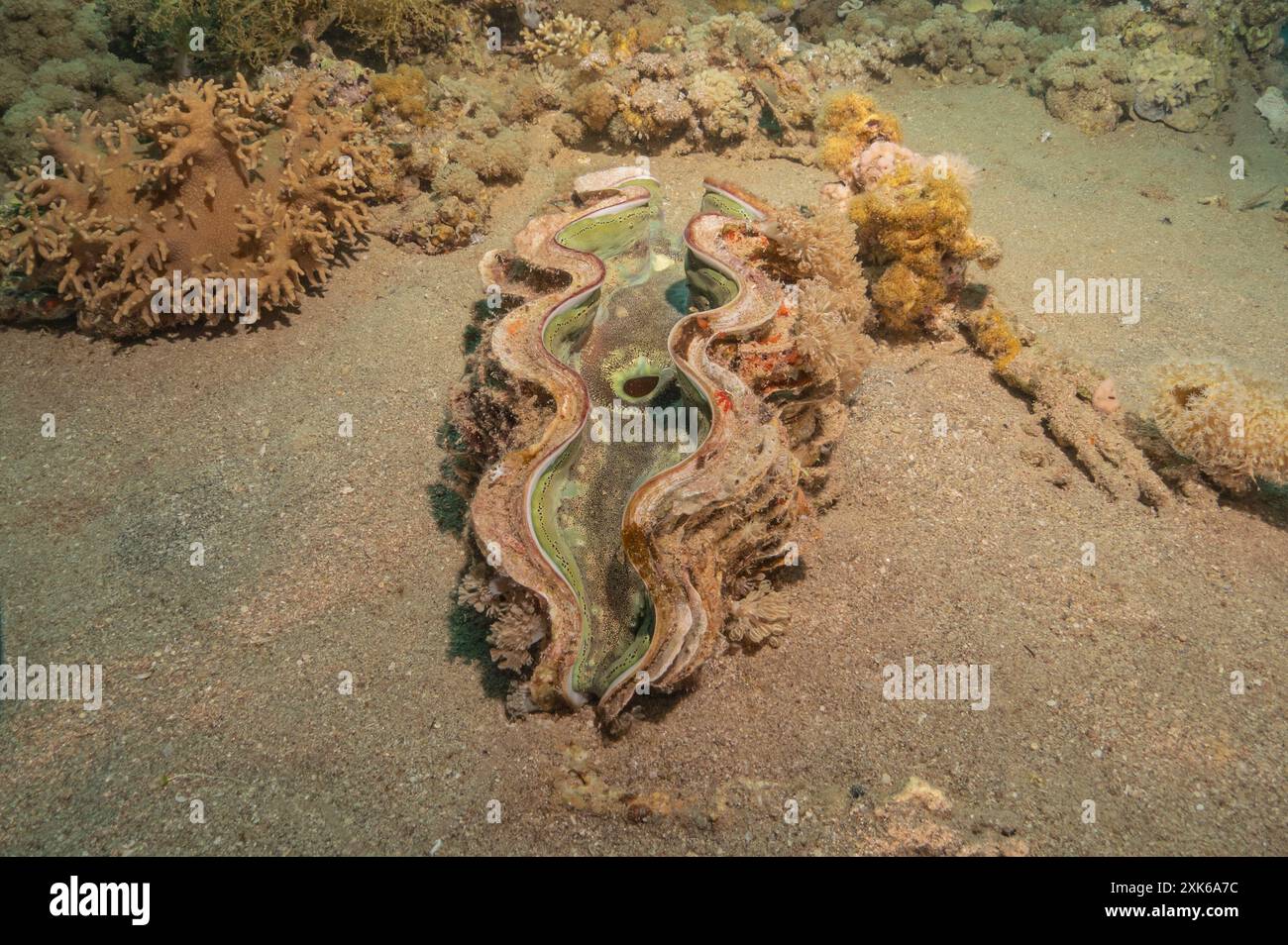 Giant Clam in the Red Sea Colorful and beautiful, Eilat Israel Stock ...