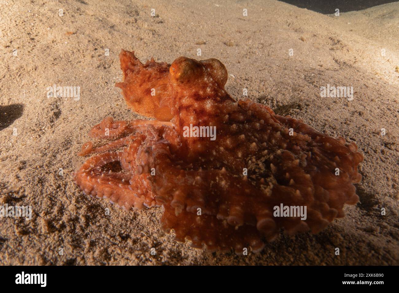 Octopus king of camouflage in the Red Sea, Eilat Israel Stock Photo - Alamy