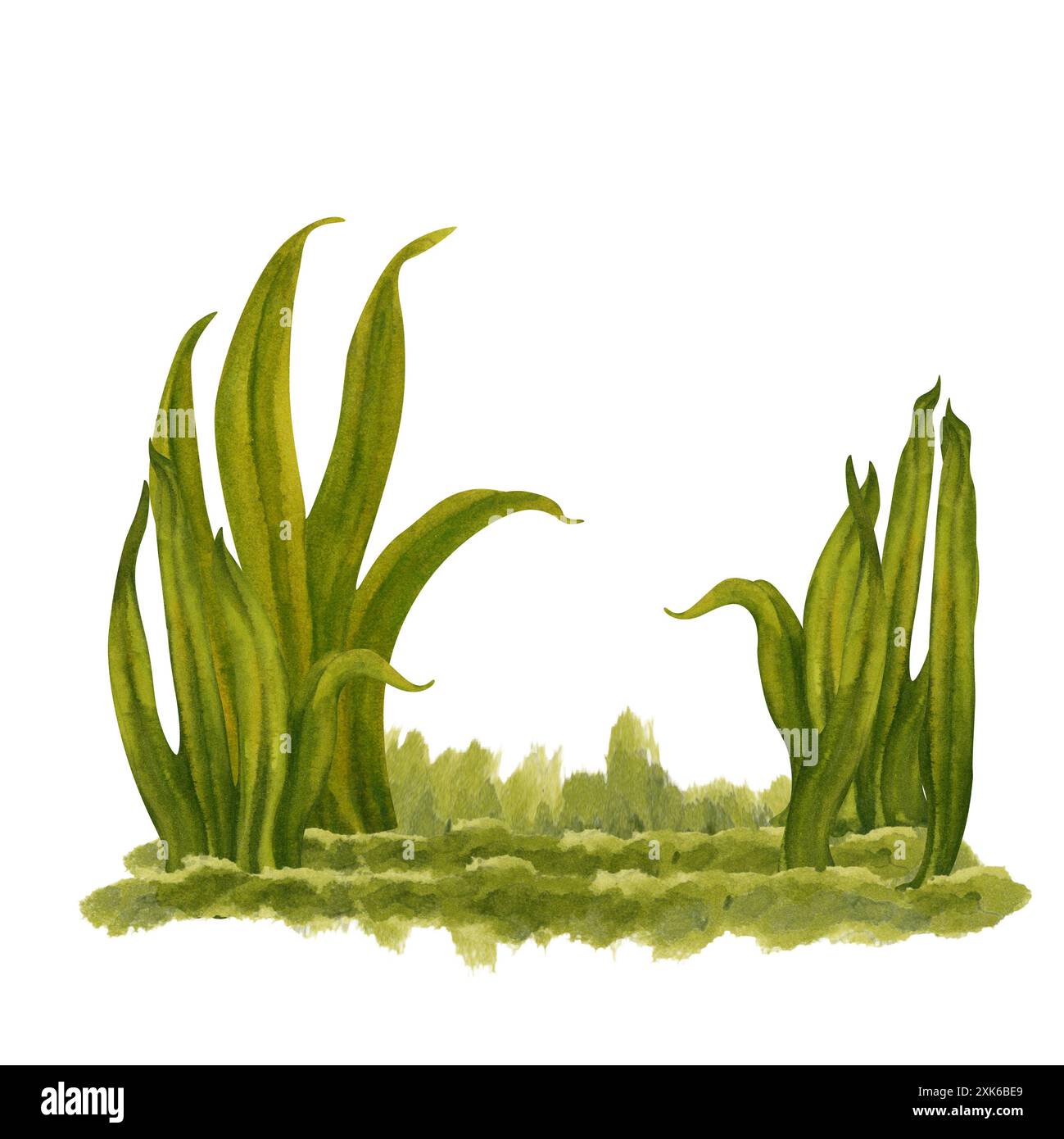 Fresh spring and summer green grass in a small clearing on a meadow ...