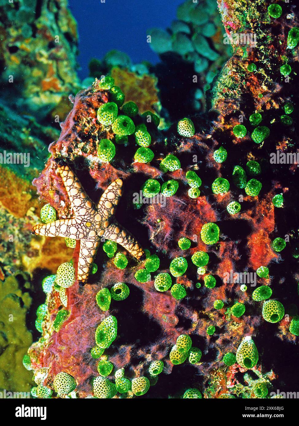 starfish, tunicates, Similan Islands,Thailand Stock Photo - Alamy