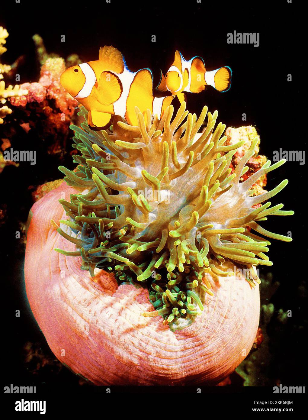 clownfish on anemone, Similan Islands,Thailand Stock Photo - Alamy