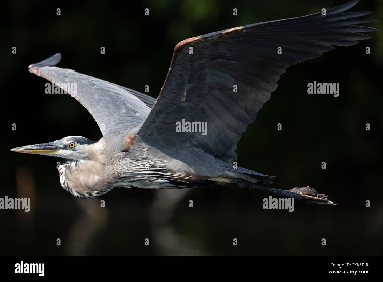 Great Blue Heron at Marsh Creek State Park, Pennsylvania on July 14 ...