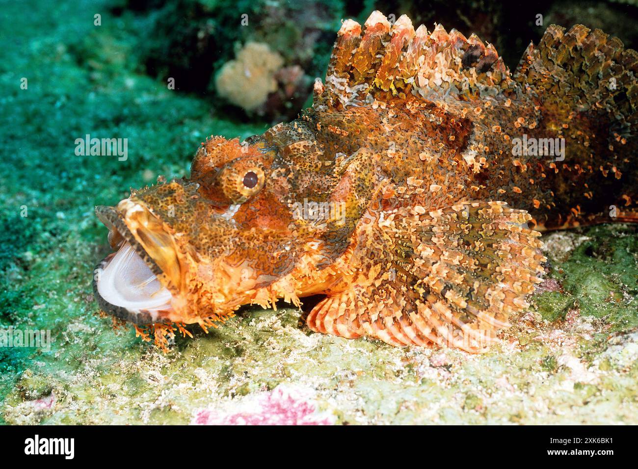 scorpionfish, Similan Islands, Thailand Stock Photo - Alamy