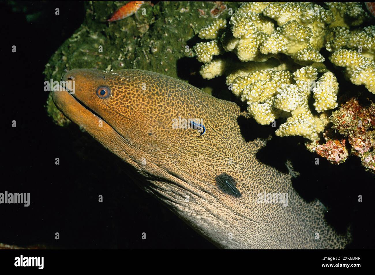moray eel and cleaner fish, Similan Islands,Thailand Stock Photo - Alamy