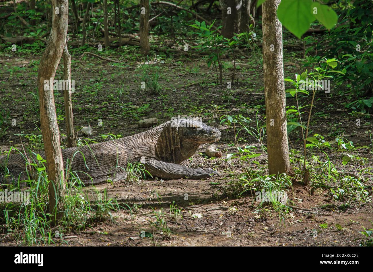 The Komodo dragon hunts down its prey in the shade of the green forest ...