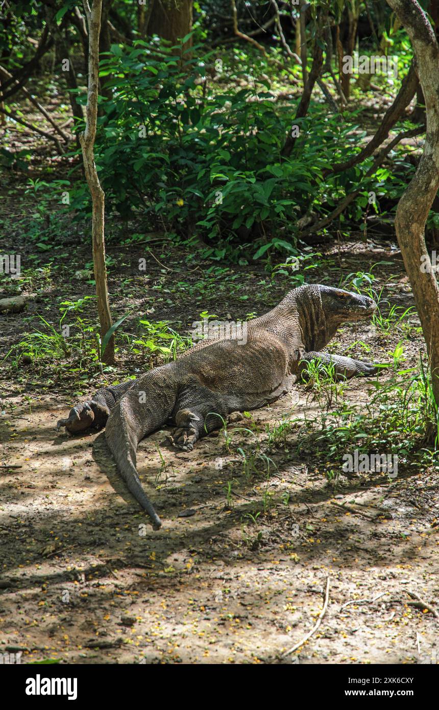 The Komodo dragon rests in the shade of the green forest of Komodo ...