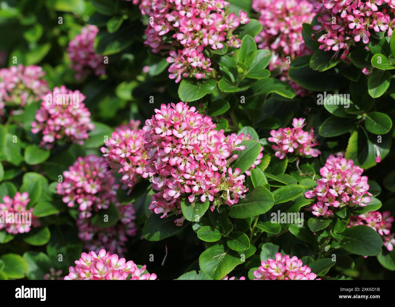 Escallonia hi-res stock photography and images - Alamy