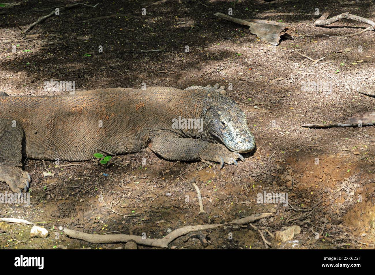 Aged Komodo dragon in its natural habitat. Rinca island. Indonesia Stock Photo - Alamy