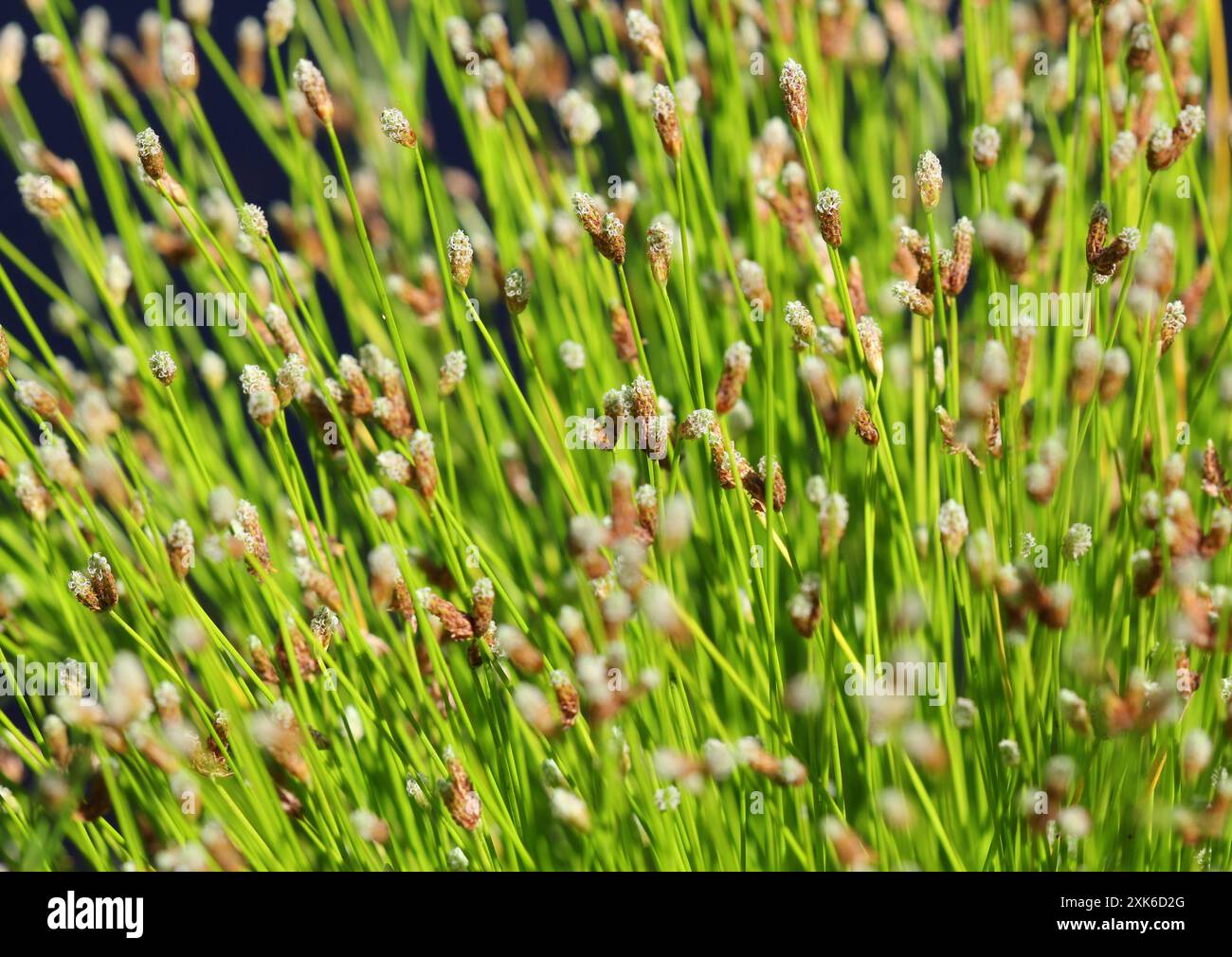 A close up of the Fibre Optic Plant (Scirpus cernuus) beside a pond ...