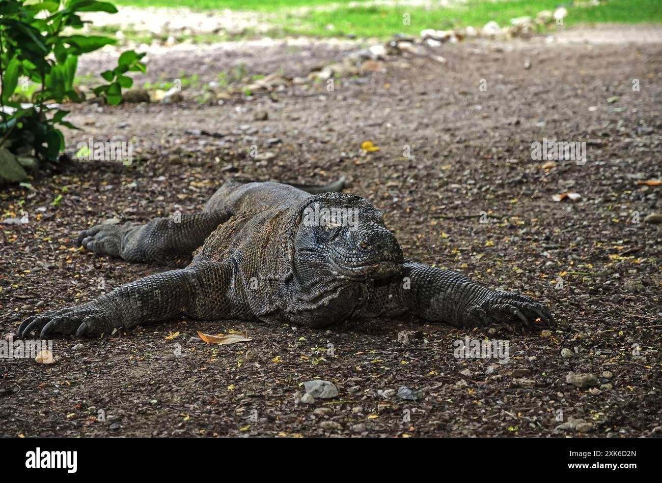The Komodo dragon squinted in the shade of the green forest of Komodo ...