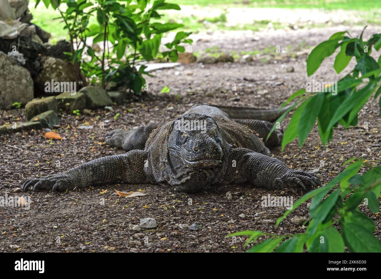 The Komodo dragon squinted in the shade of the green forest of Komodo ...