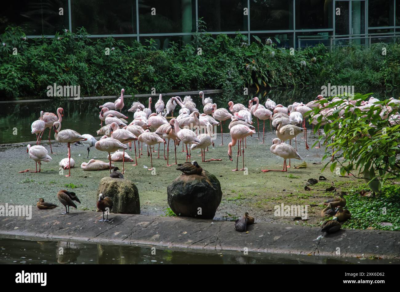 Group flamingos on lake hi-res stock photography and images - Alamy