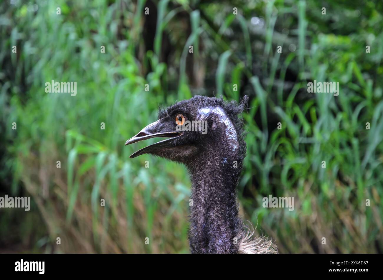 The head of the Australian emu bird Stock Photo - Alamy