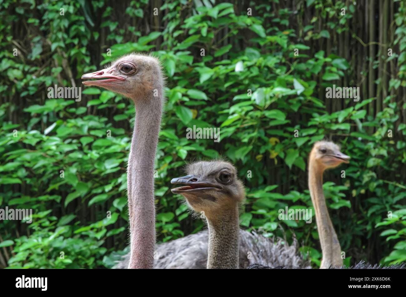 African three ostrich portrait funny hi-res stock photography and ...