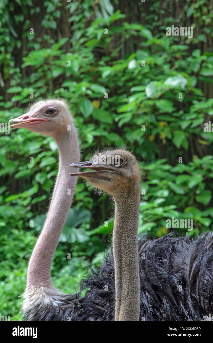 Two ostriches in green hi-res stock photography and images - Alamy