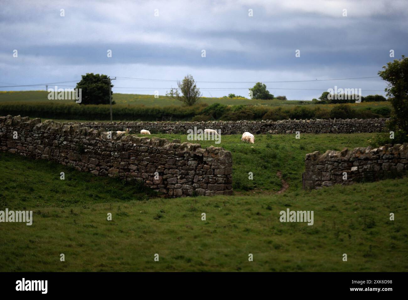Sheep and livestock inside a stone walled pen on a farm in rural ...