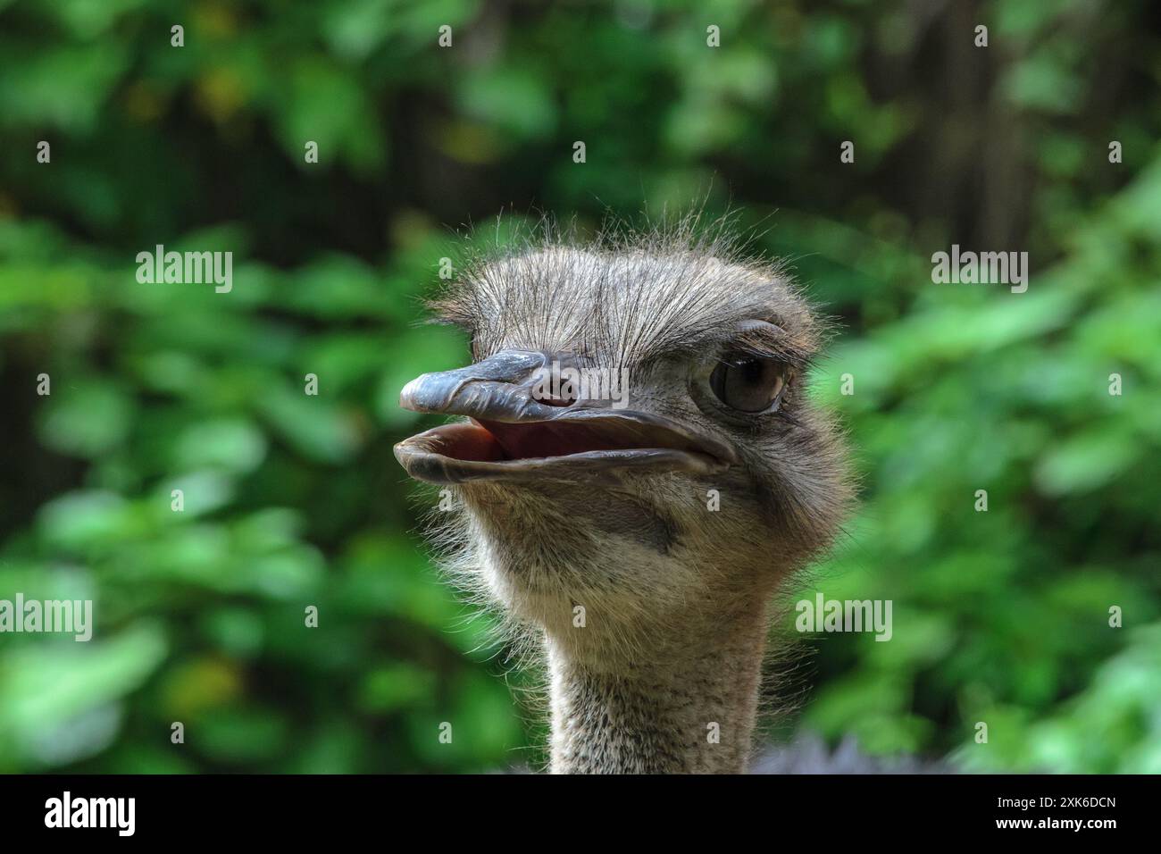 A fat ostrich looks into the camera, its beak open against the backdrop ...