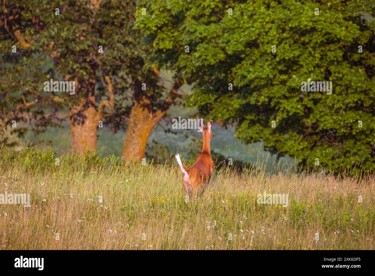Yearling buck hi-res stock photography and images - Alamy