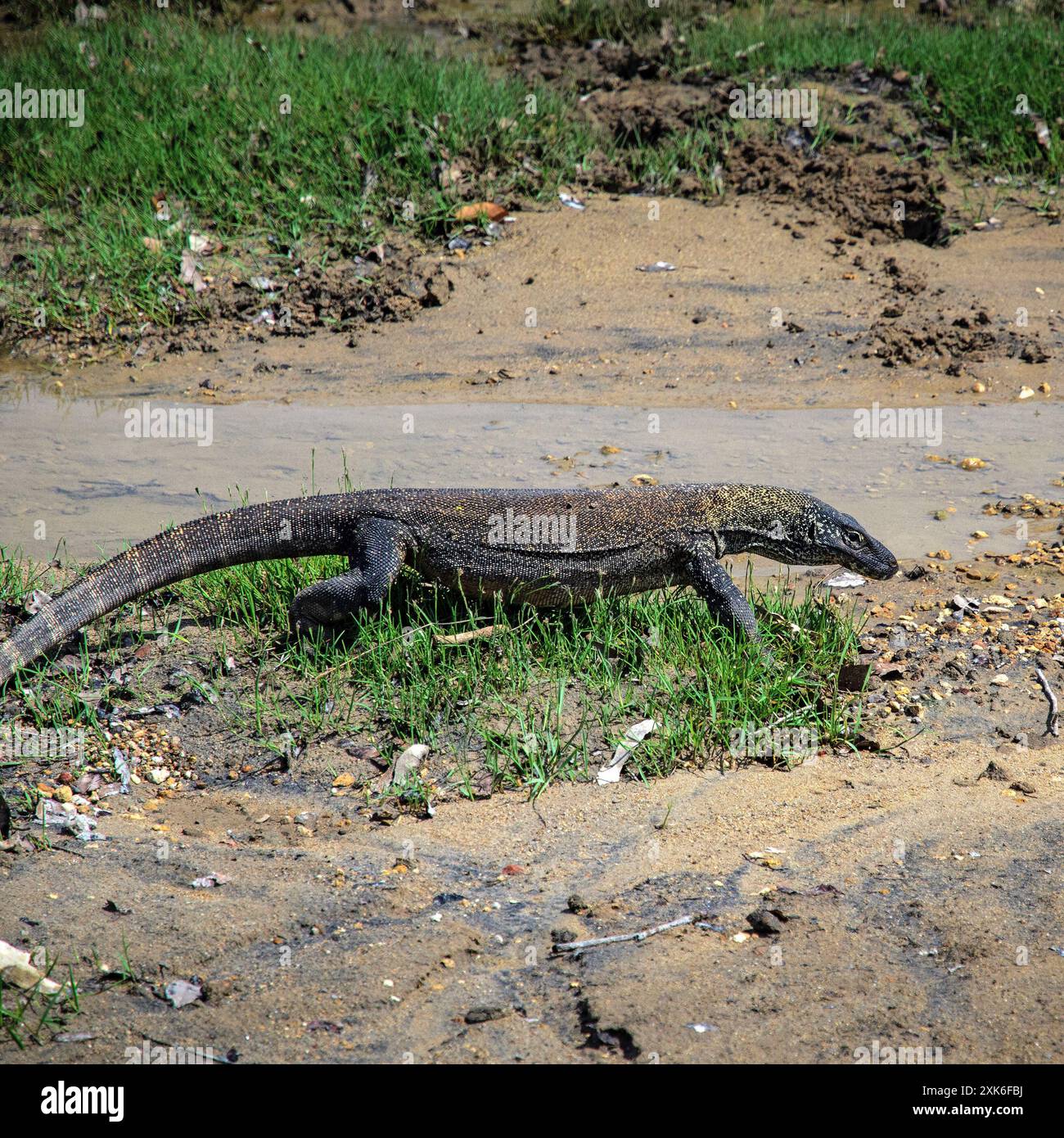 Real Komodo dragon in natural habitat. Komodo island. Indonesia Stock ...