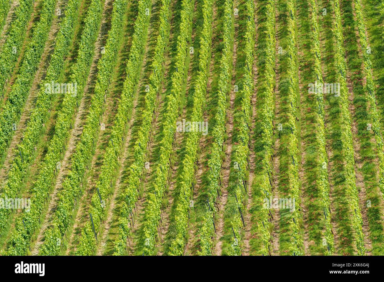 Neat rows of lush green crops in farmland from an aerial view showcase ...