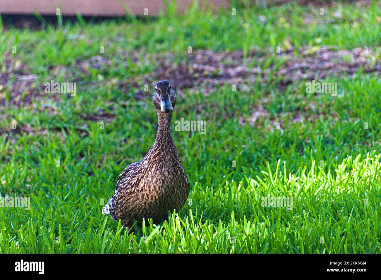 Straight beak hi-res stock photography and images - Alamy