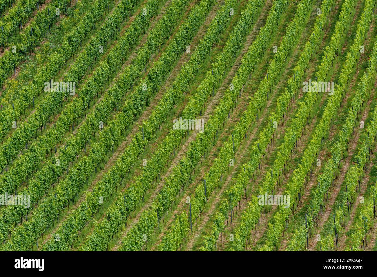 Neat rows of lush green crops in farmland from an aerial view showcase ...