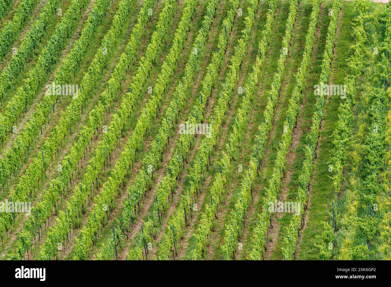 Neat rows of lush green crops in farmland from an aerial view showcase ...