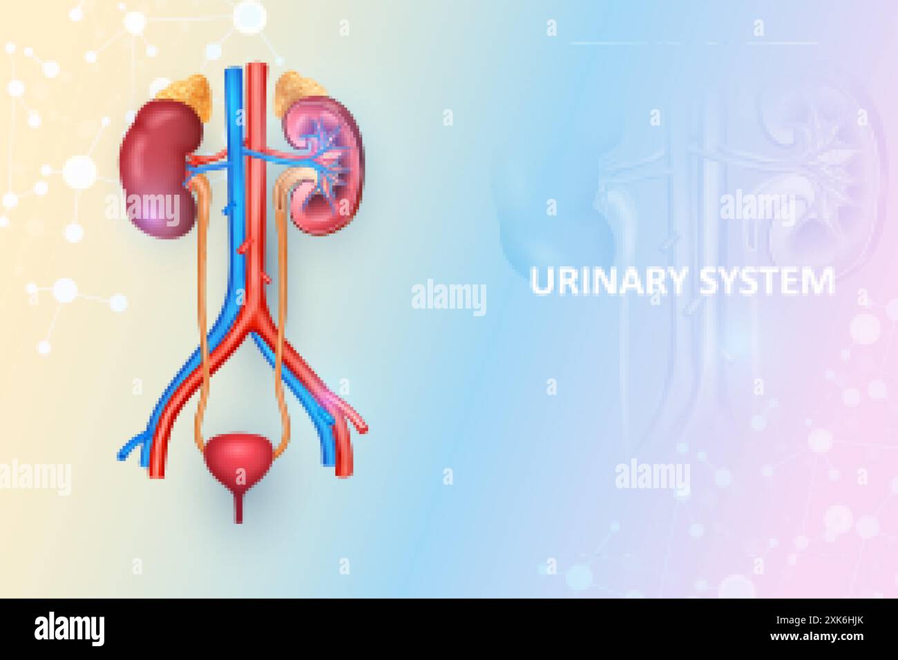 illustration of Healthcare and Medical education background of Human ...
