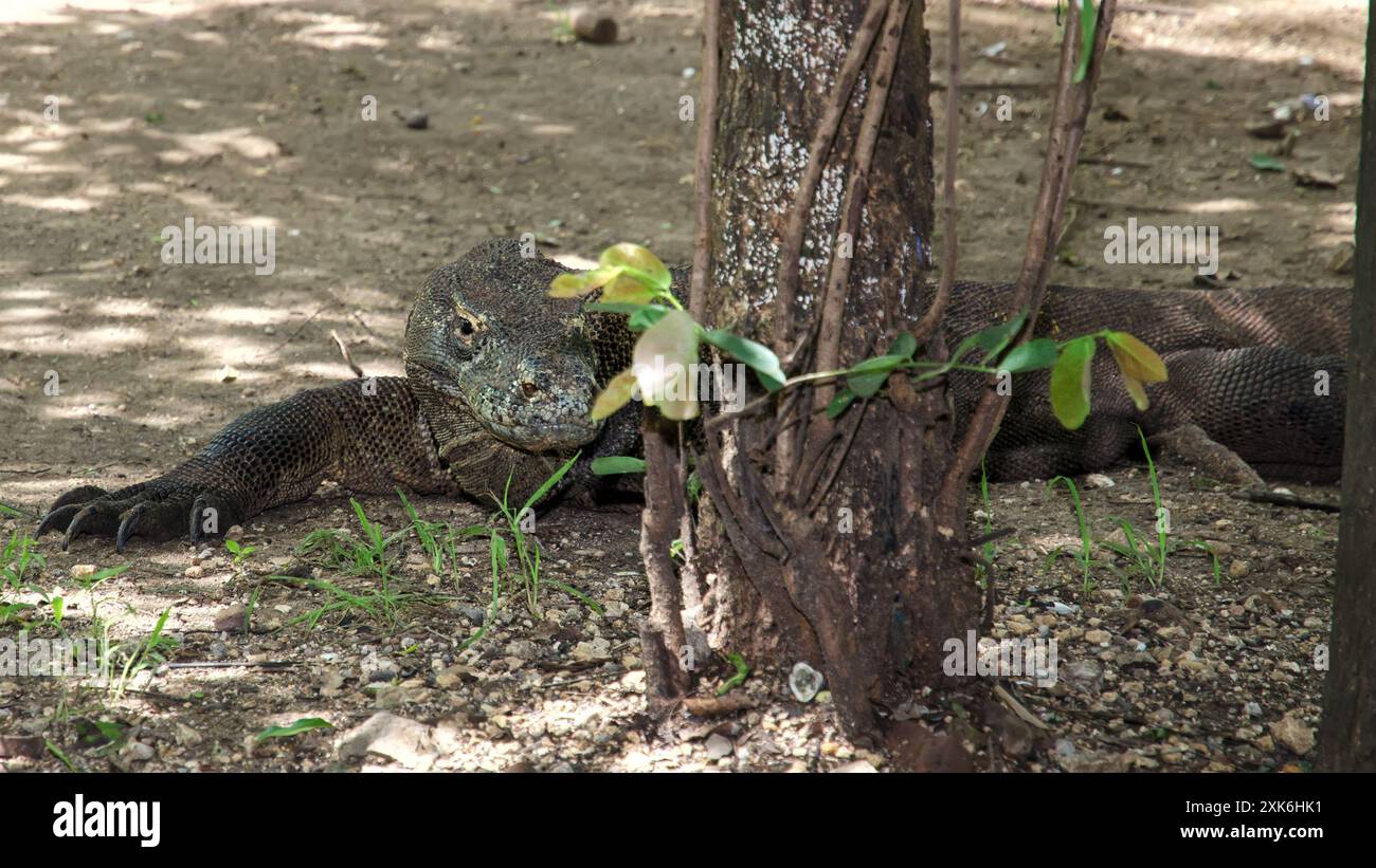 The Komodo dragon hides behind a tree. Komodo island. Indonesia Stock ...