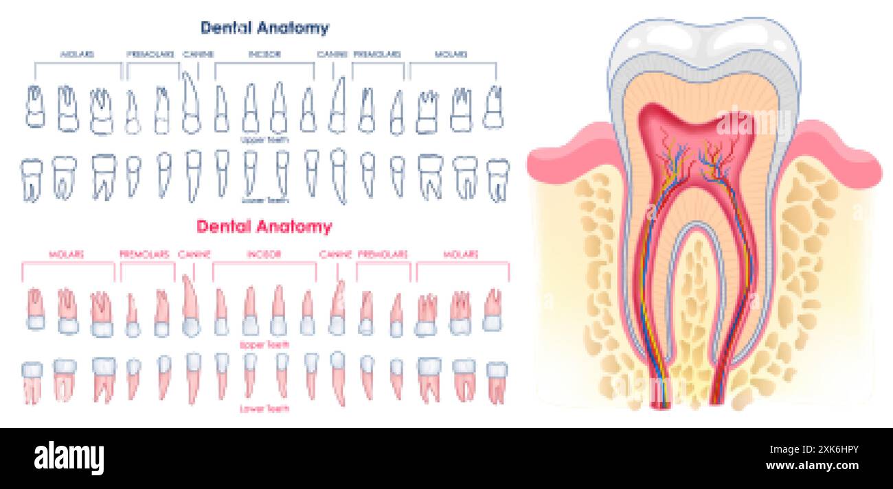 illustration of Healthcare and Medical education background of Human ...