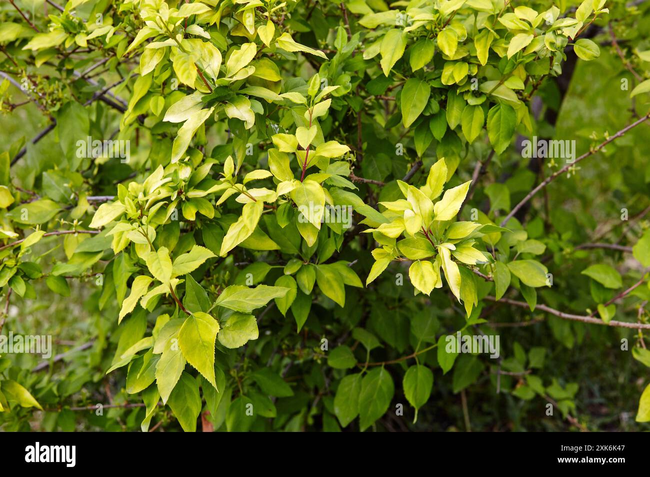 Forsythia branch with green leaves on a sunny day. Forsythia bush in ...