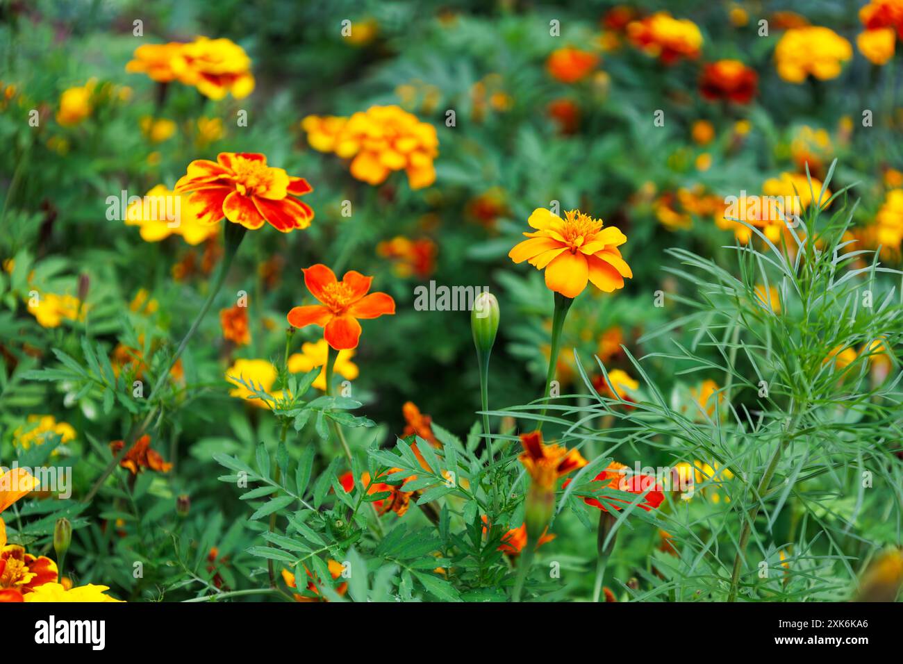Different shades of yellow and orange french marigold. Close up of ...