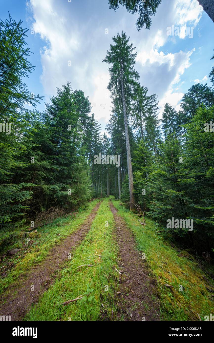 Take a peaceful walk in a beautiful forest with greenery and majestic ...