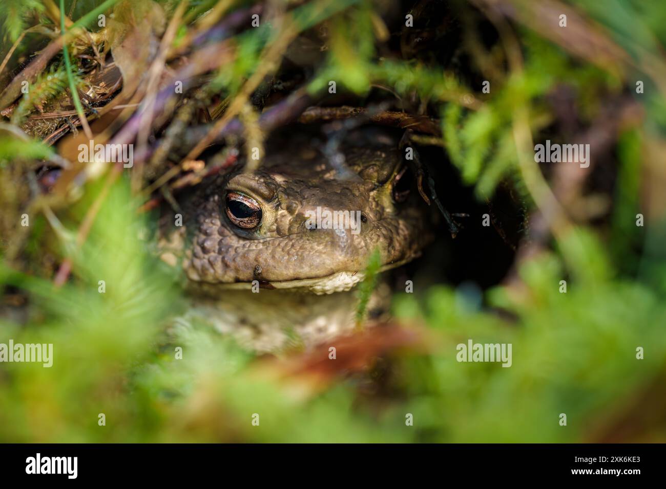 An intricate portrayal of a frog blending into the rich natural ...