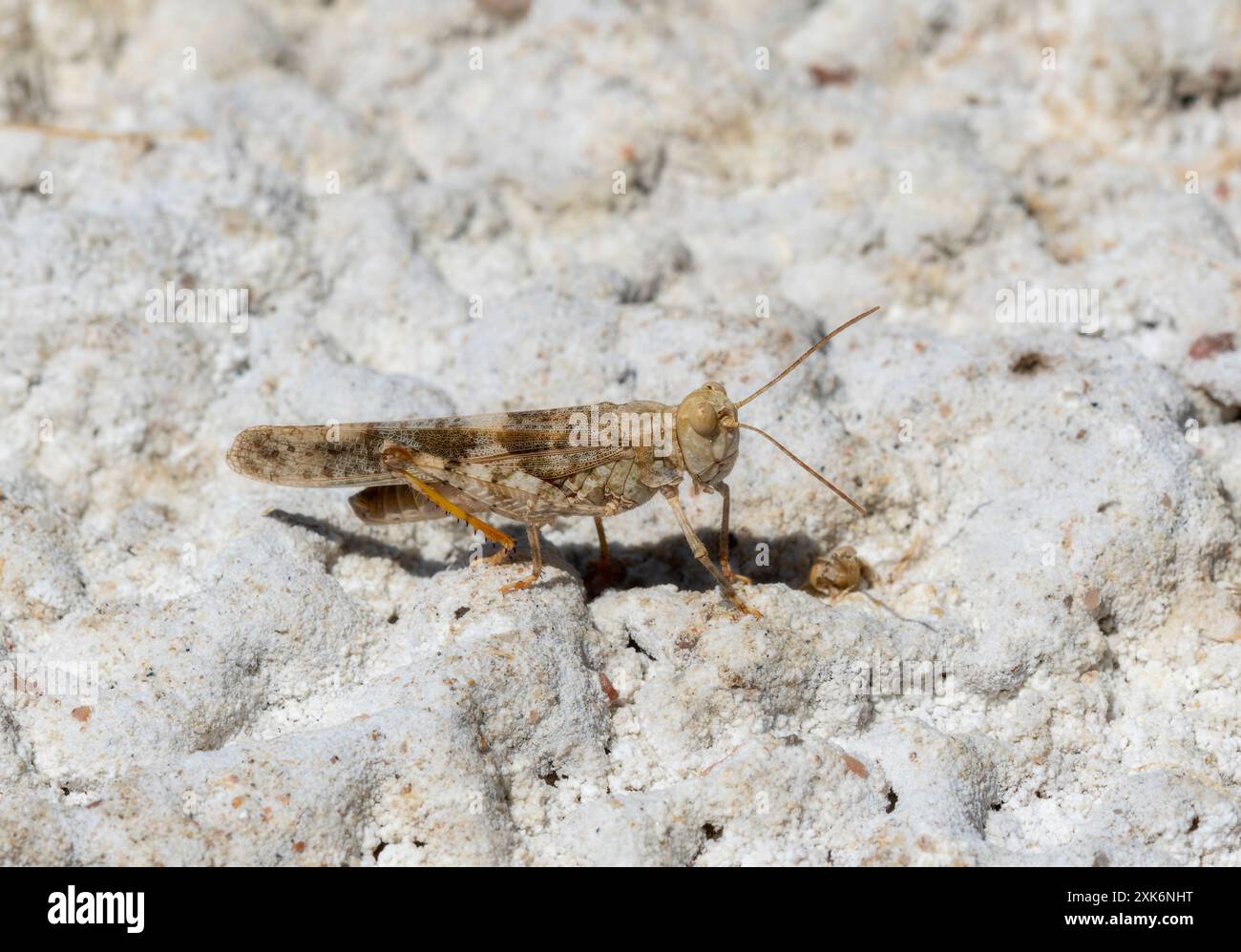 A close-up photograph of an Alkali Grasshopper; Trimerotropis salina ...