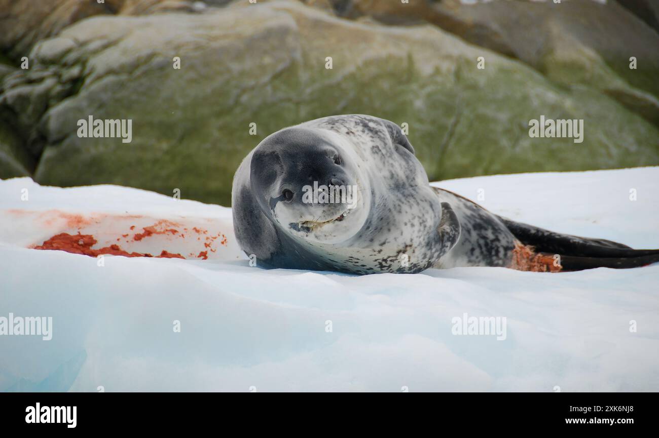 Seal leopard ice hi-res stock photography and images - Alamy