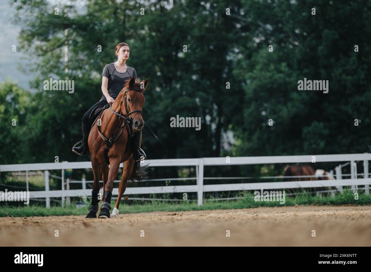 Woman riding horse in outdoor equestrian arena with trees in the ...