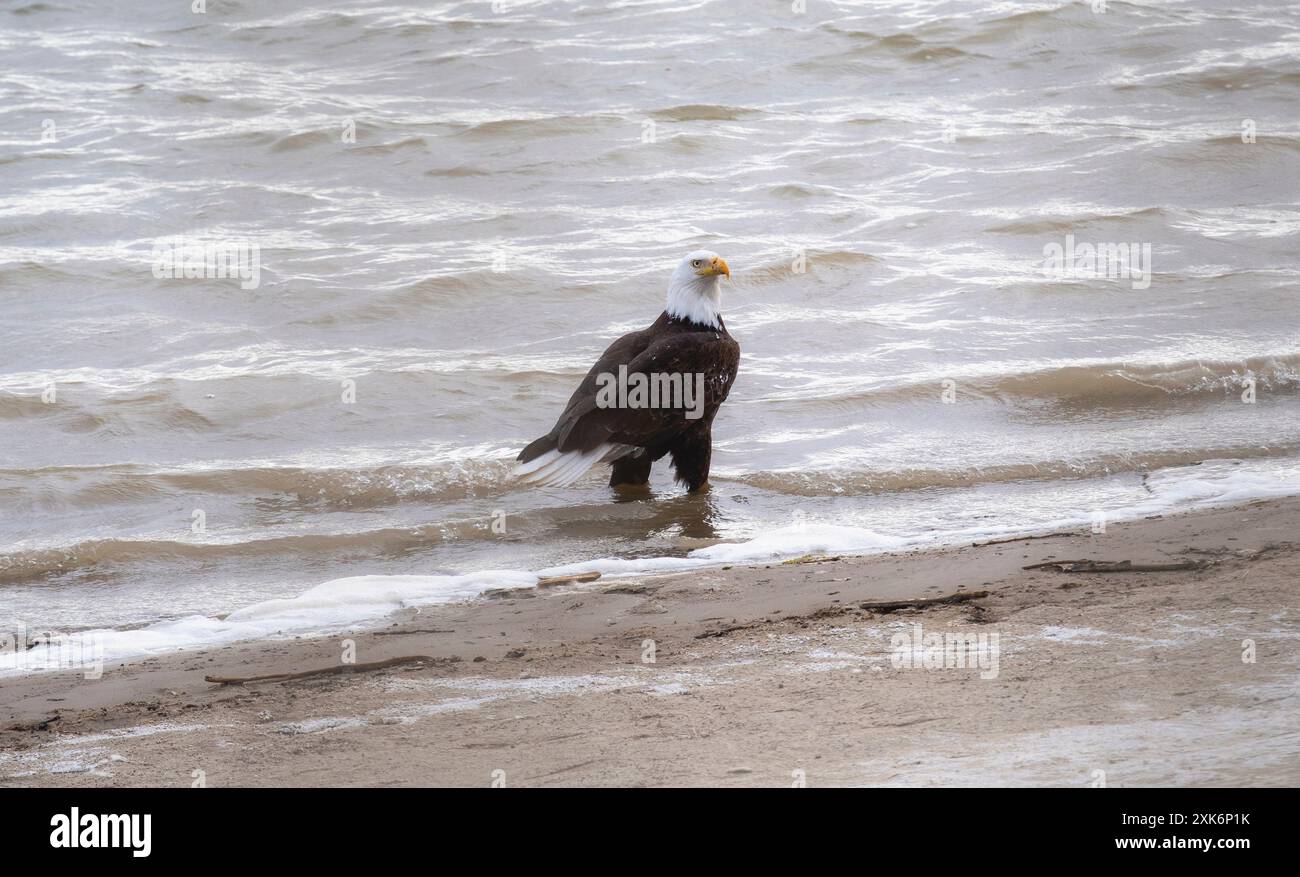 An adult Bald Eagle (Haliaeetus leucocephalus) stands in shallow water ...