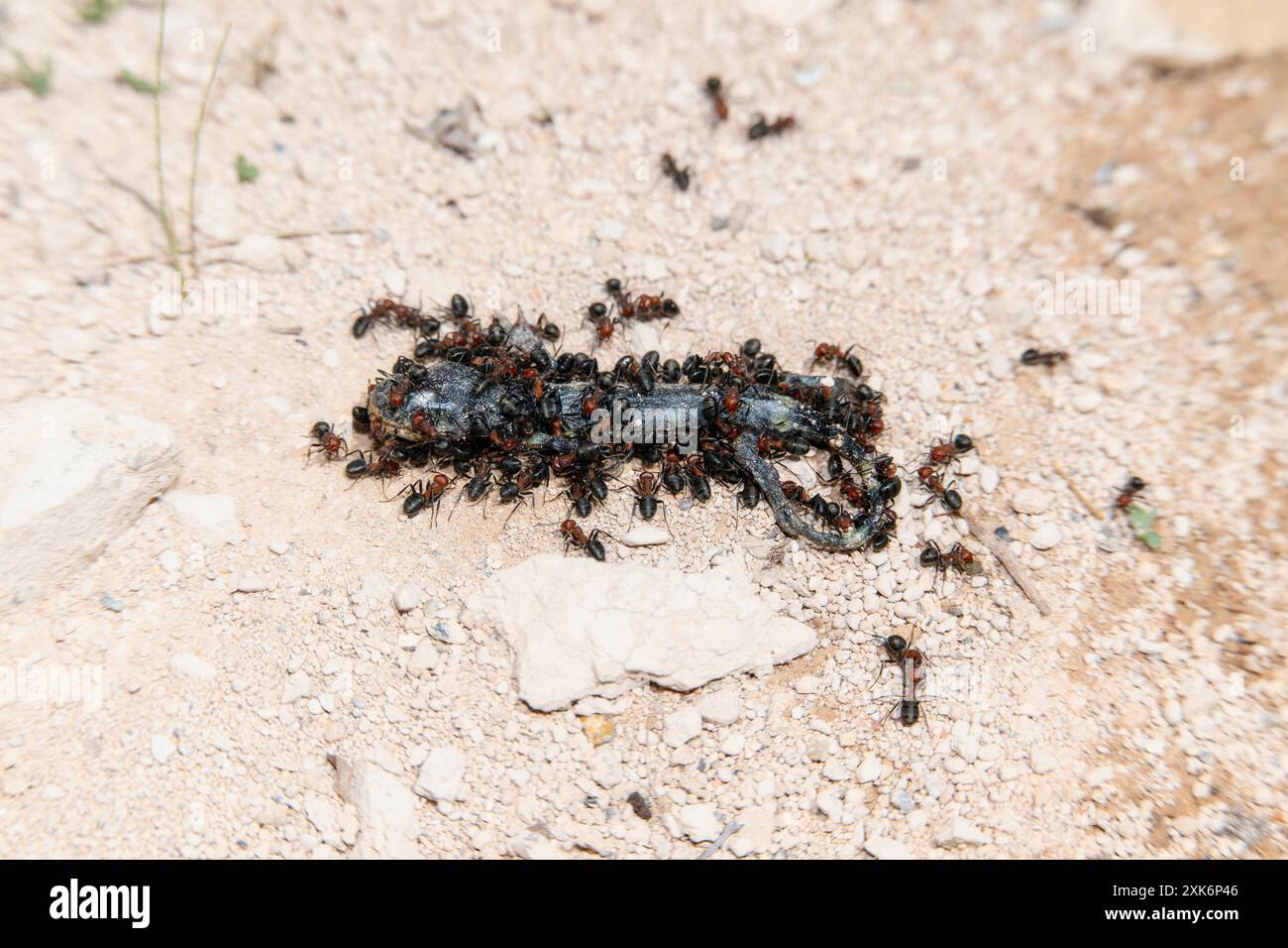 Ant life cycle hi-res stock photography and images - Alamy