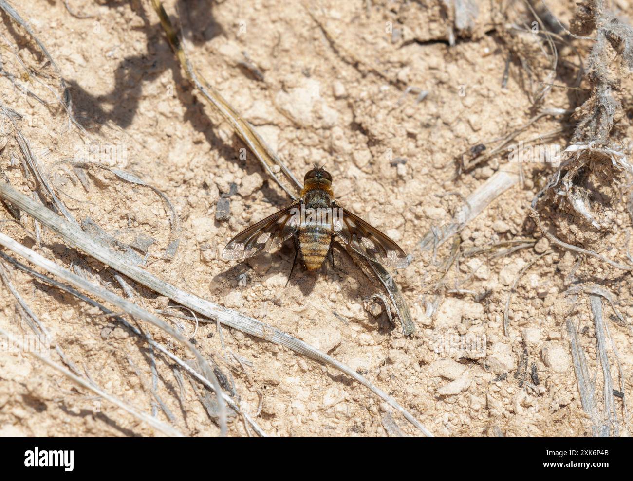 A Bee Fly; Exoprosopa Fascipennis in Colorado; rests on the dry ...