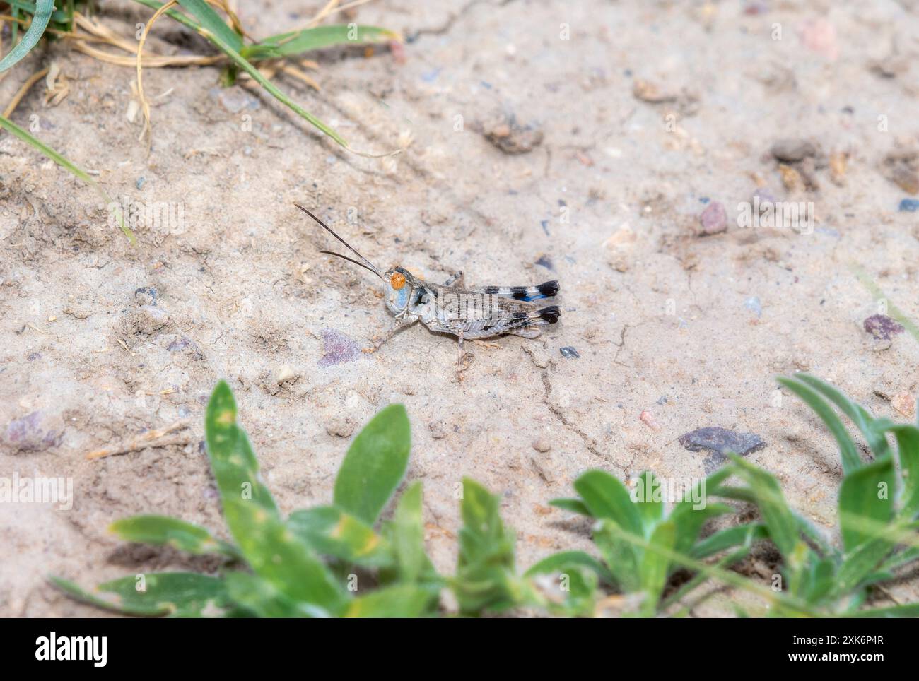 A Big-Headed Grasshopper; Aulocara elliotti; perches on a dry; dusty ...
