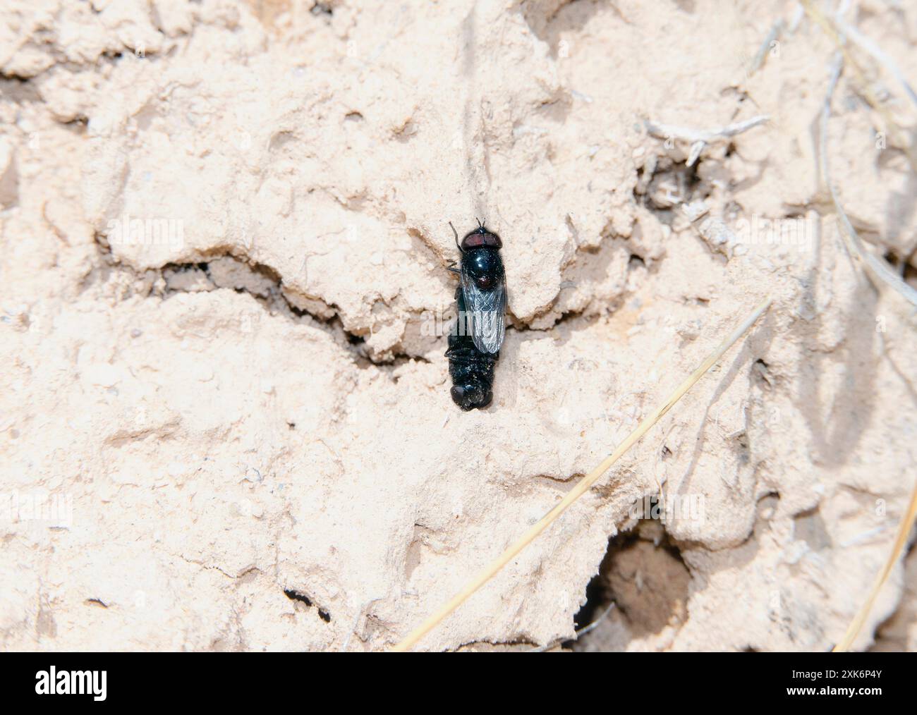 A black blow fly; Phormia regina; rests on the dry soil in Colorado ...