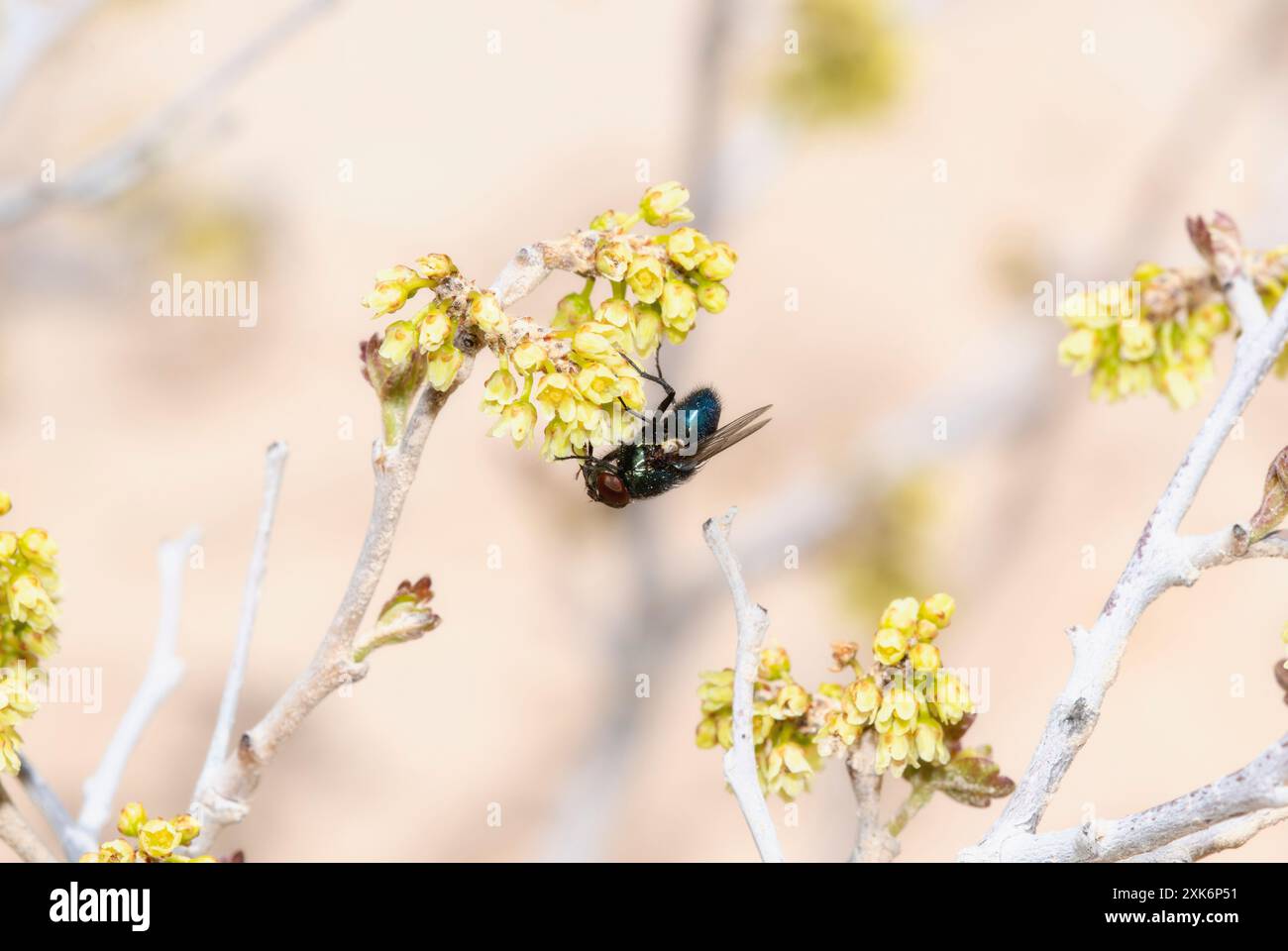 A Black Blow Fly; Phormia regina; perches on a branch with small yellow ...