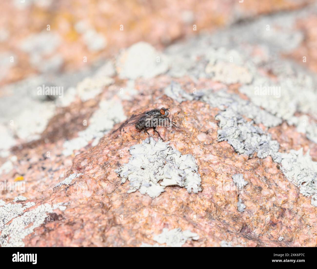 A black bot fly from the Superfamily Oestroidea is perched on a pink ...