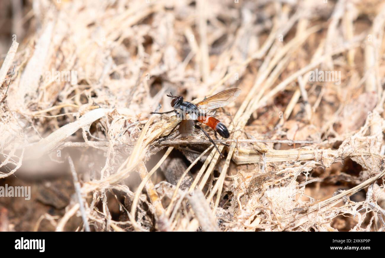 A Cylindromyia intermedi bristle fly with an orange abdomen crawls ...