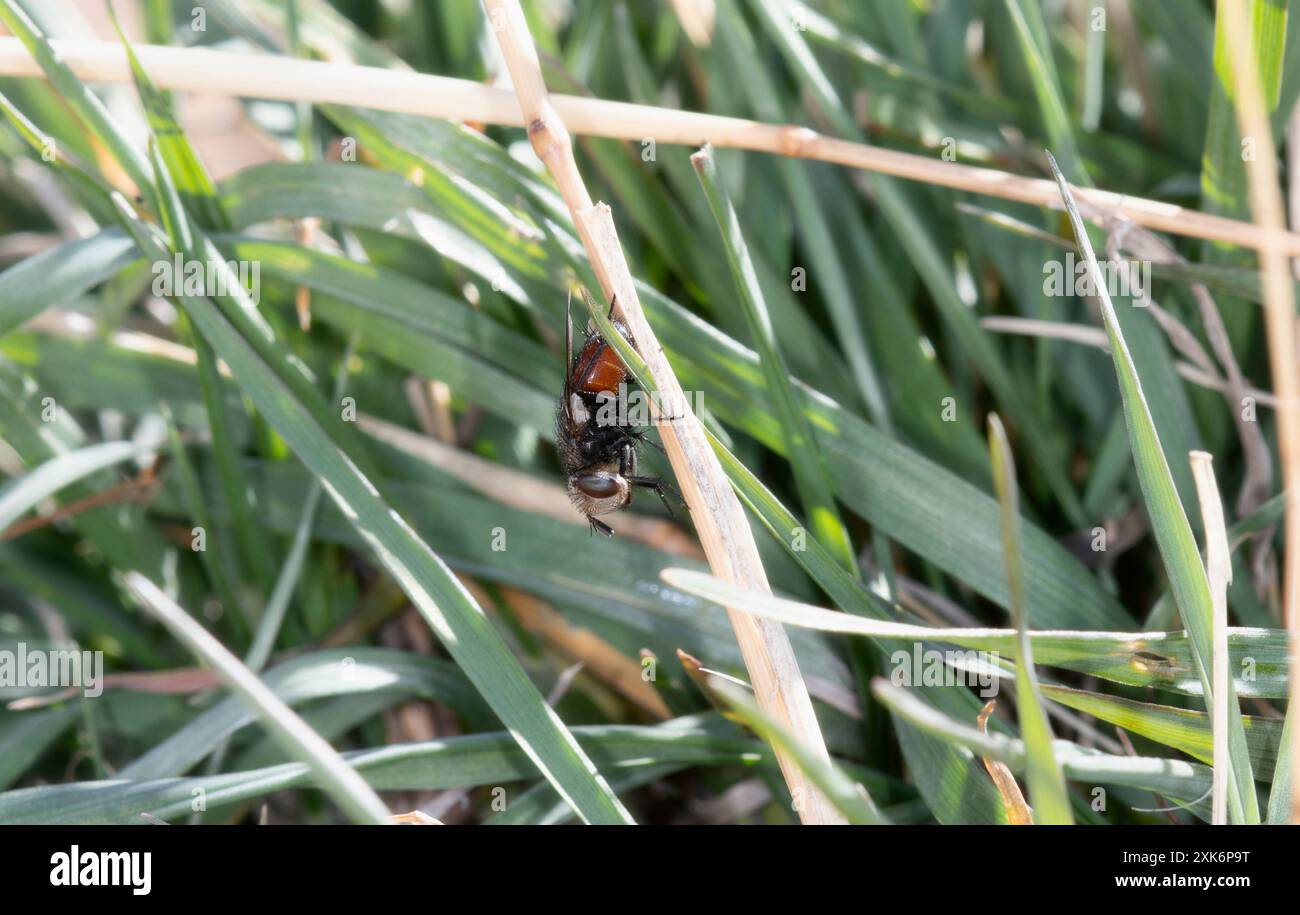 A Bristle Fly from the Tachinidae family perches on a thin; brown grass ...