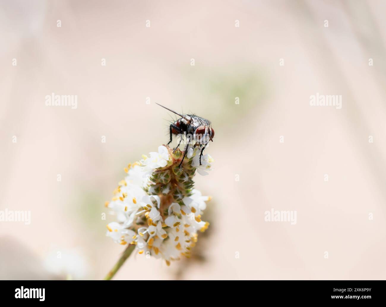 A black and gray bristle fly; a member of the Tachinidae family ...