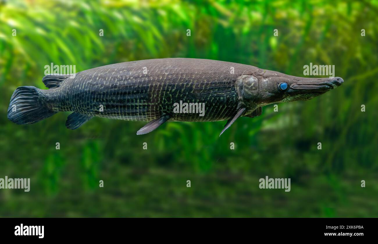 Sterlet (Acipenser ruthenus), Baden-Wuerttemberg, Germany, Europe Stock ...
