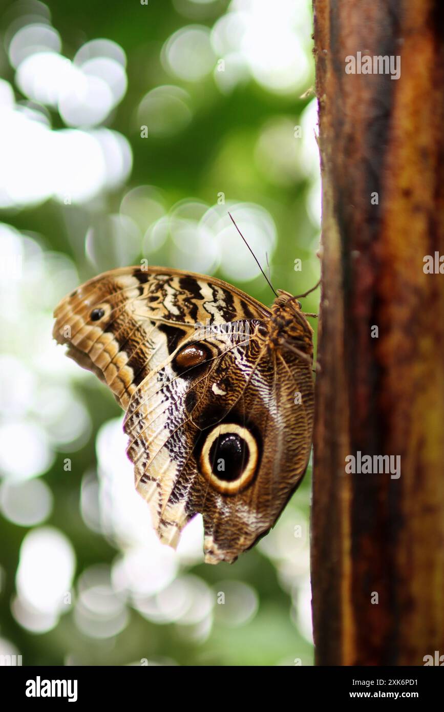 Disguises hi-res stock photography and images - Alamy